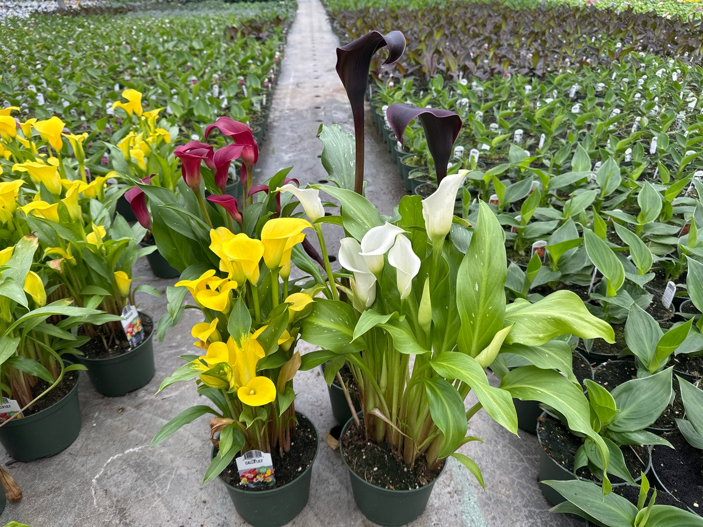 Calla Lily Assorted – Watering Tropical Fever